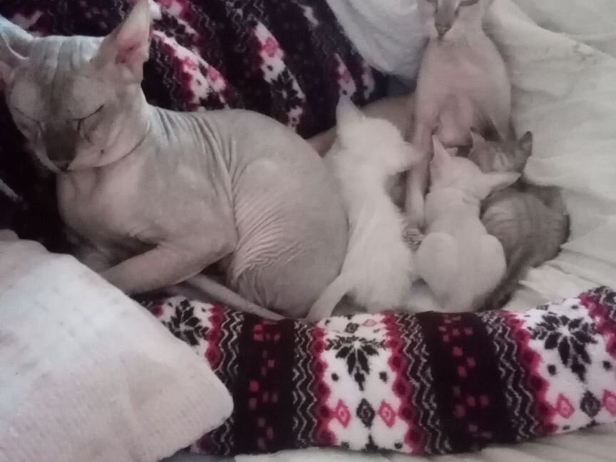 Донской сфинкс котята