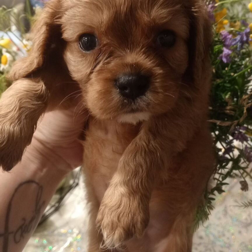 Кинг Чарльз спаниель