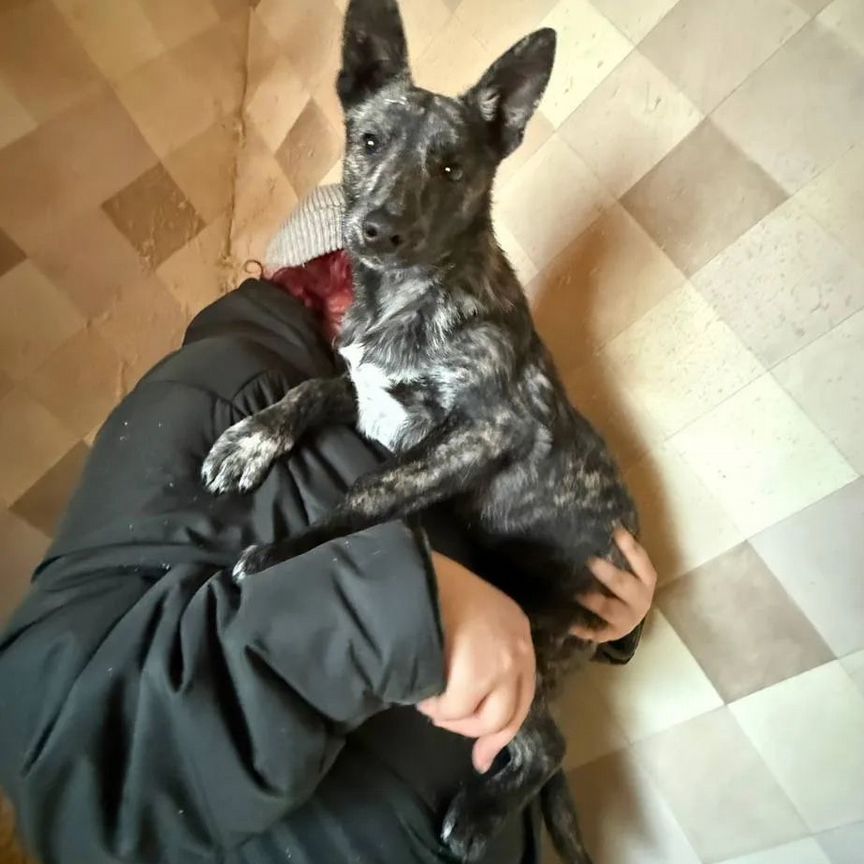 Взрослая собака в добрые руки