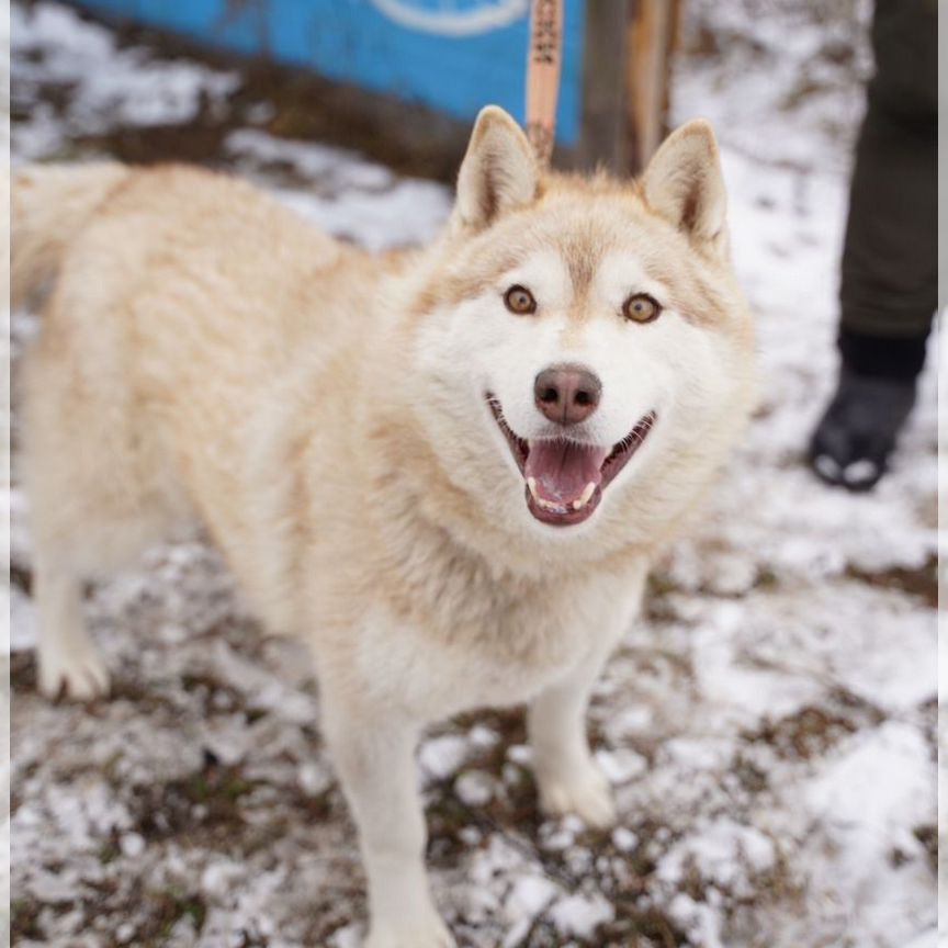 Сибирский хаски, взрослый пёс