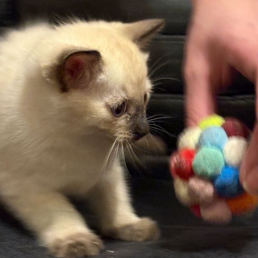 Сиамский котёнок