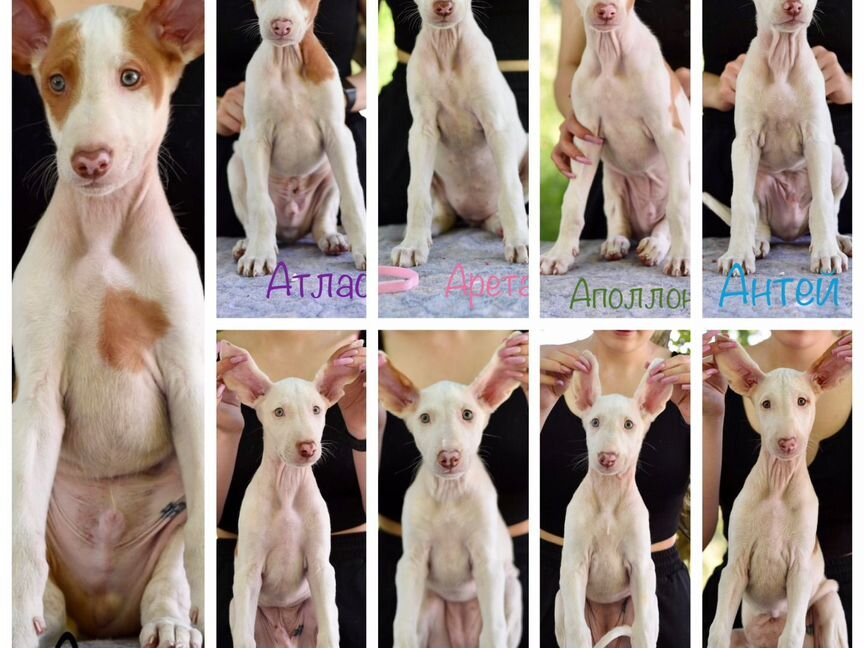 Щенки поденко ибиценко