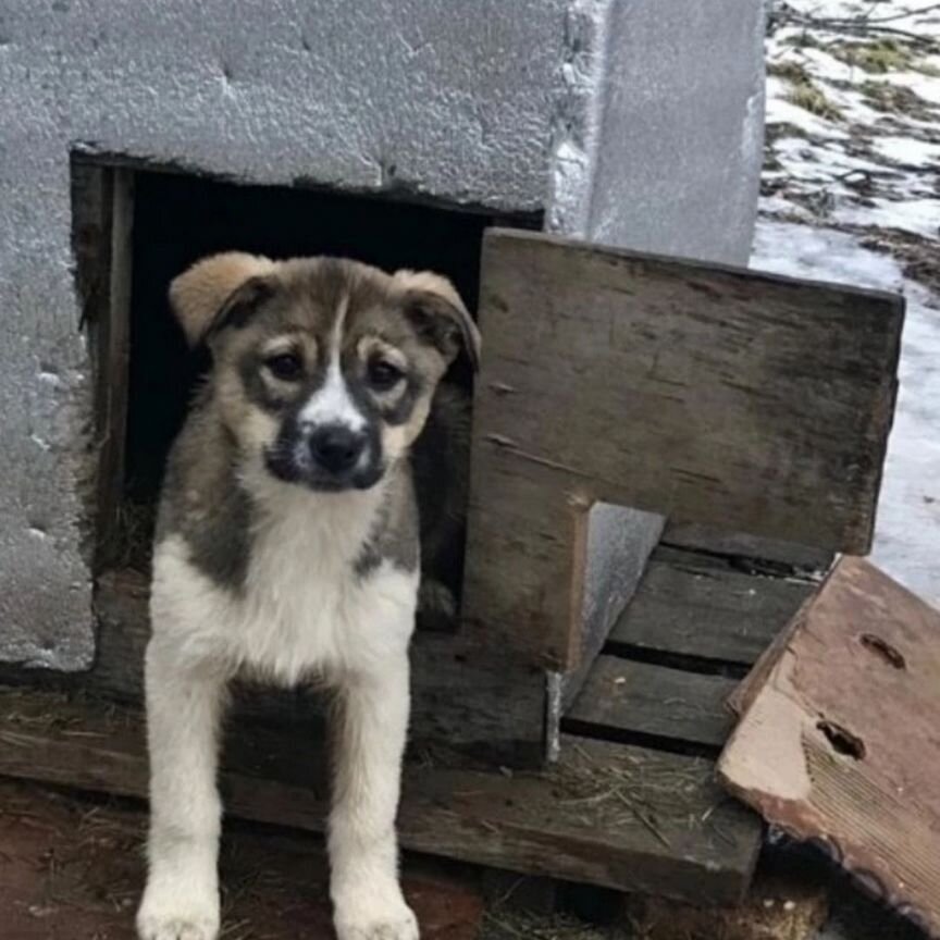 Щенок в добрые руки