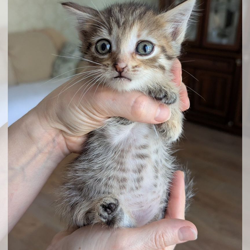 Котёнок в добрые руки