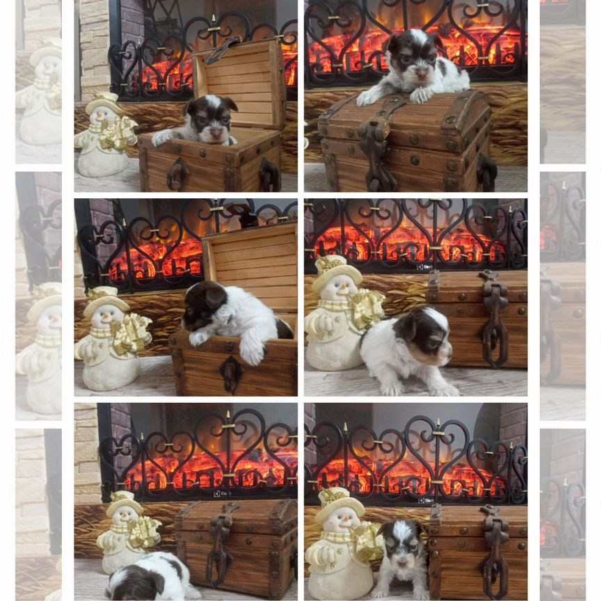 Бивер-йоркширский терьер, щенок