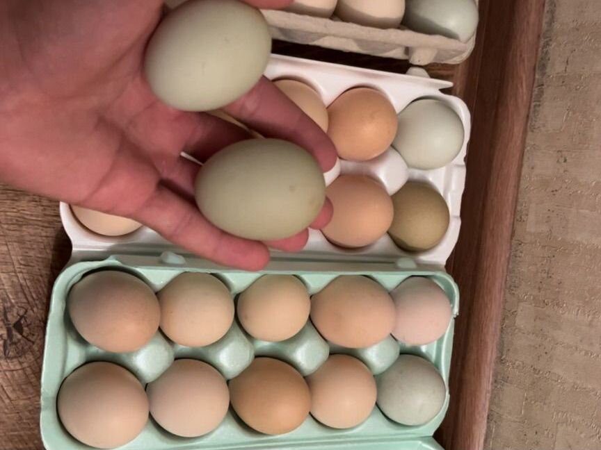 Инкубационное яйцо кур(синь дянь,брама,фавероль)