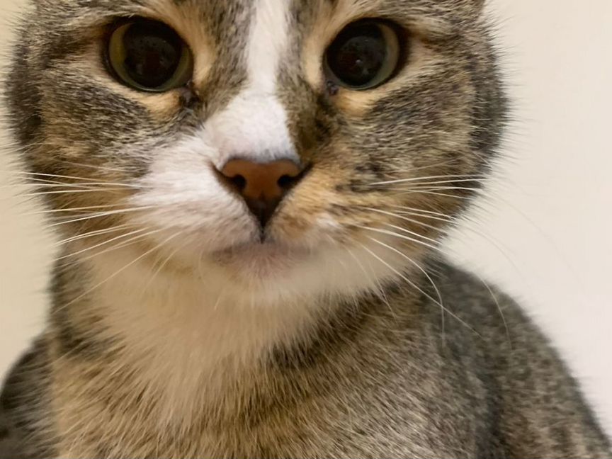 Кошка