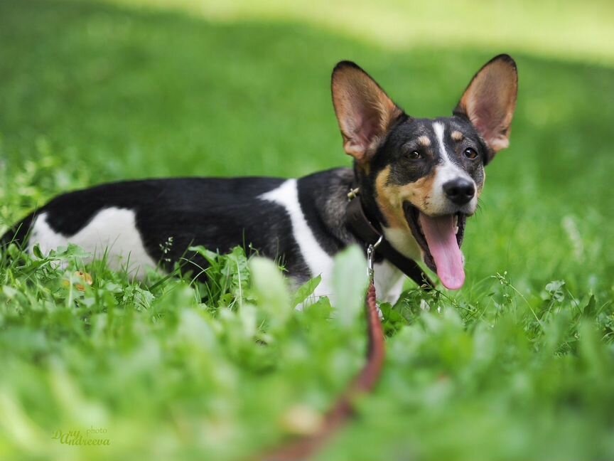 Собака маленькая порода