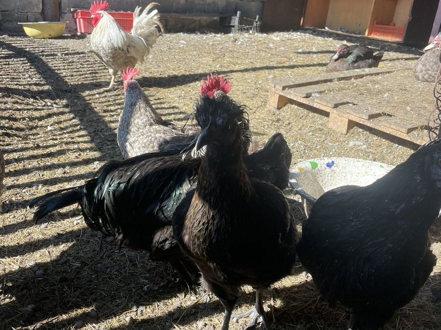 Куры молодки несушки доминант