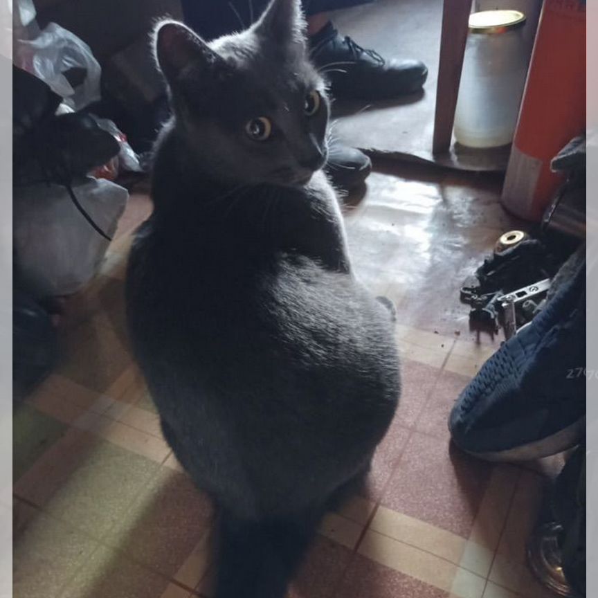 Кошечка, гладкошерстная