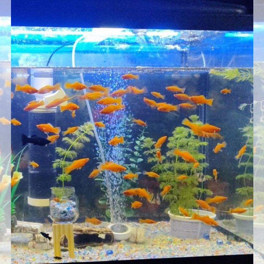 Аквариумные с рыба «Меченосец»