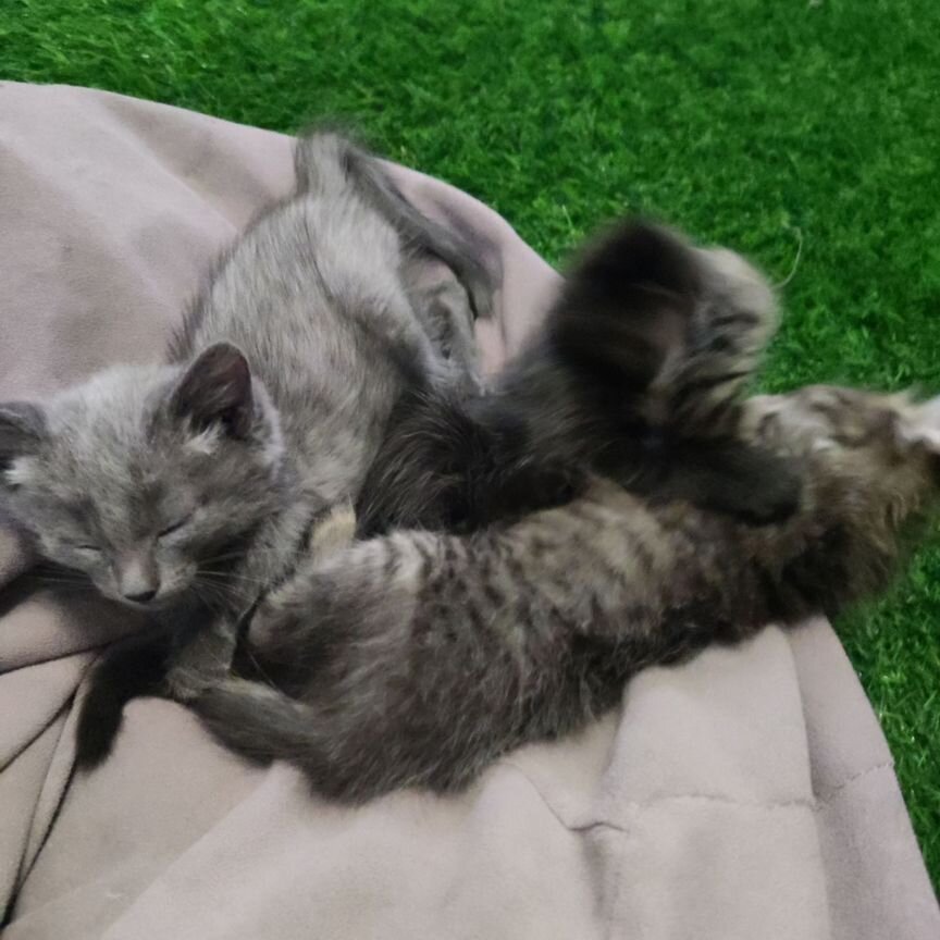 Отдам котят