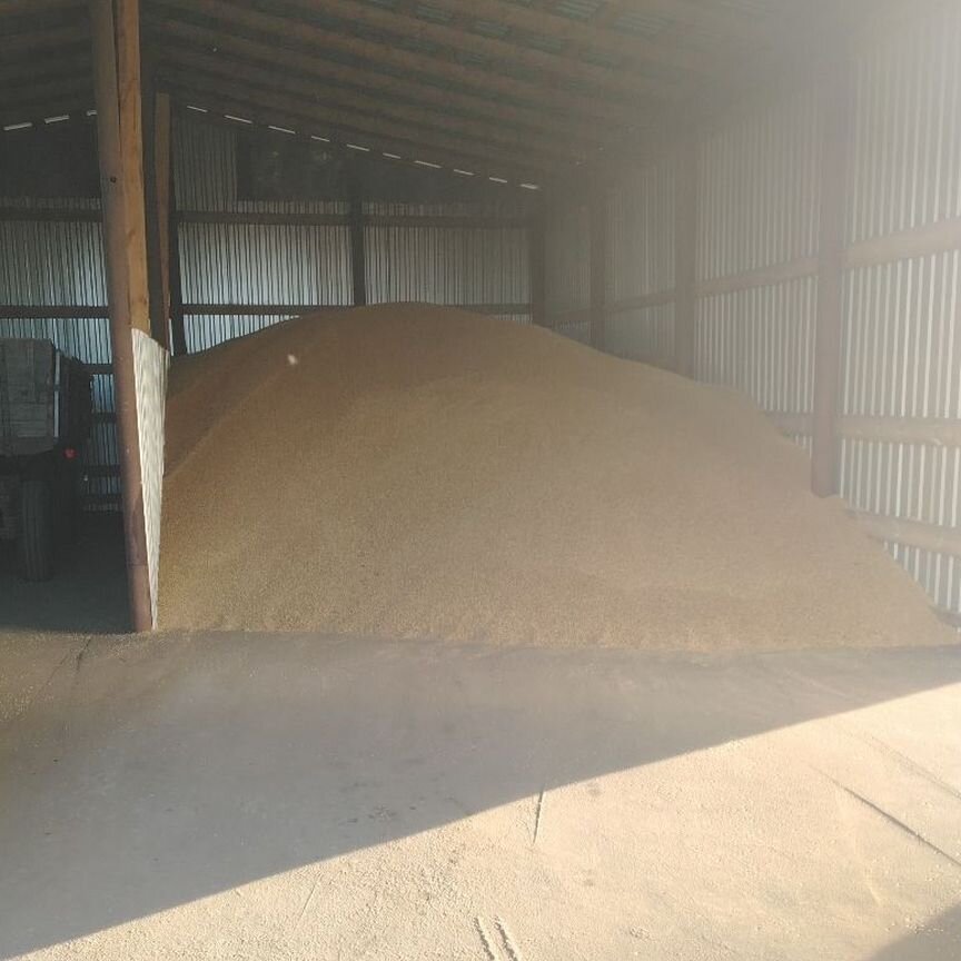 Продам пшеницу, овёс 8000т за тонну