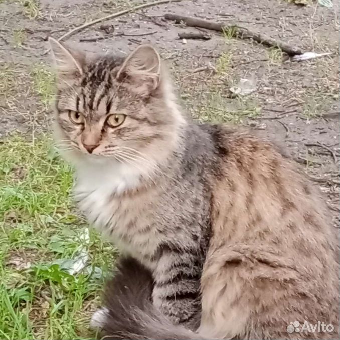 Котенок славный хочу домой в добрые руки