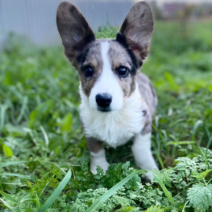 Вельш-корги кардиган