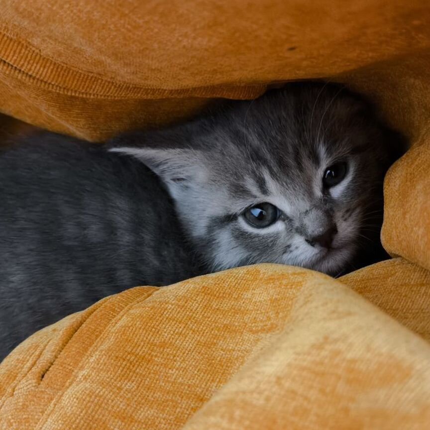 Отдам котёнка