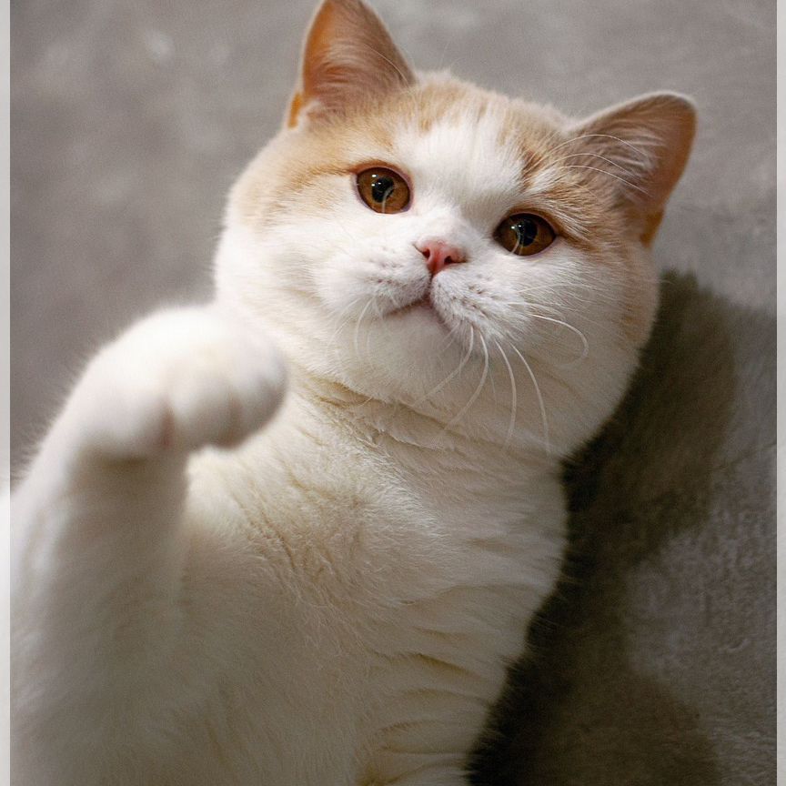 Британский короткошёрстный котёнок