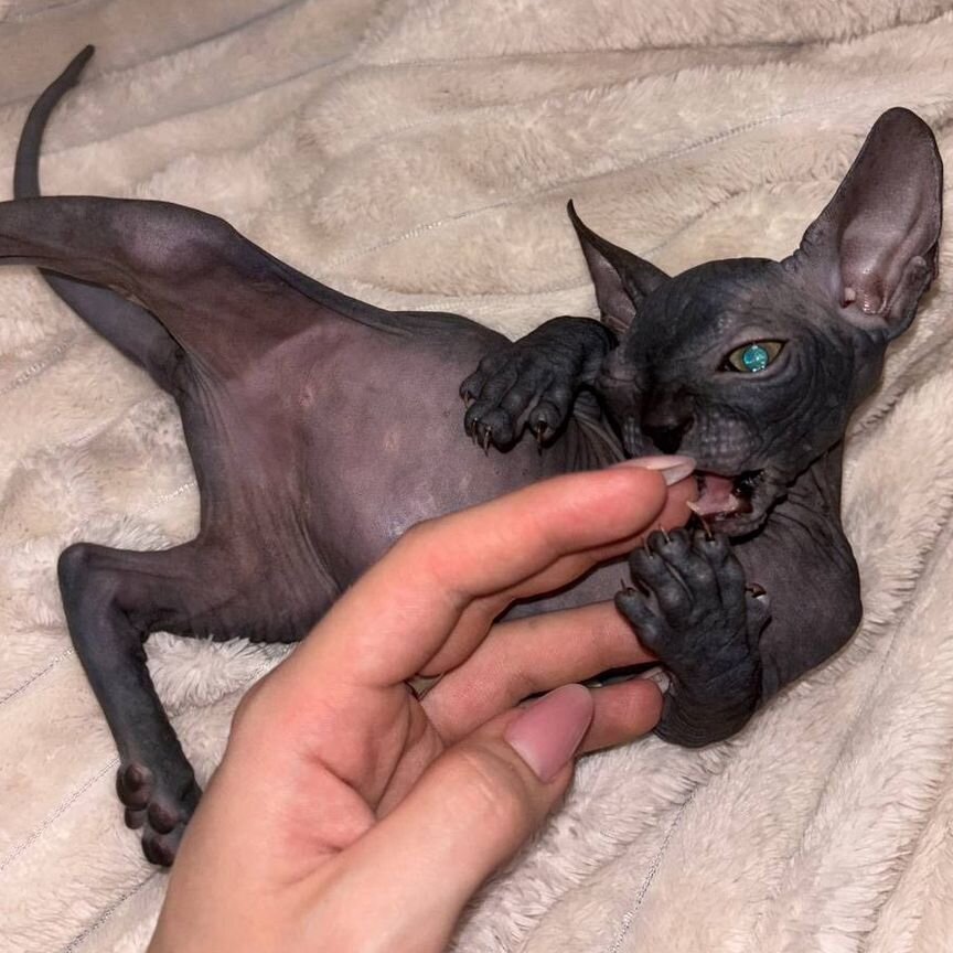 Канадский сфинкс котёнок