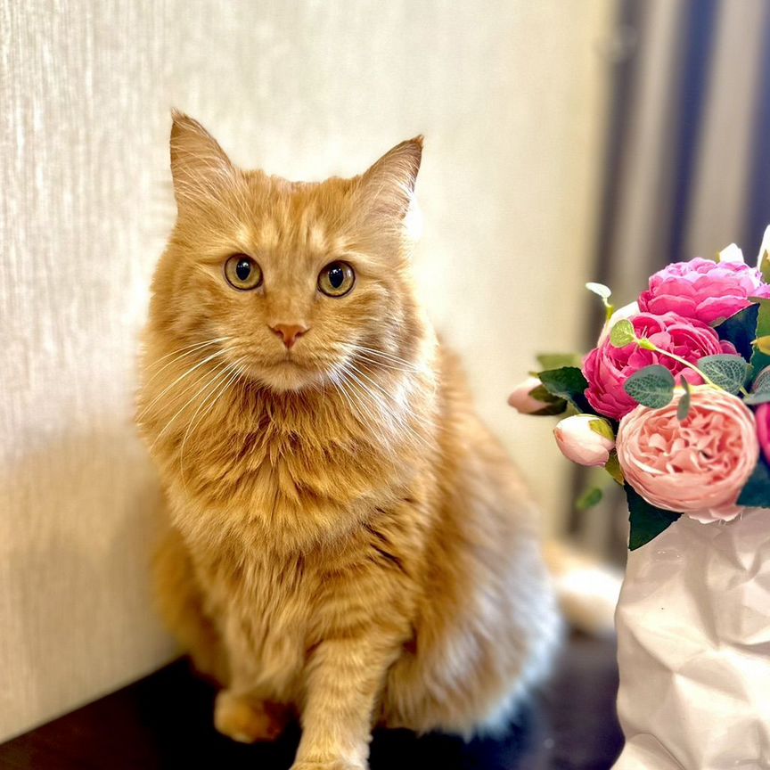 Кошка стерилизованная в добрые руки