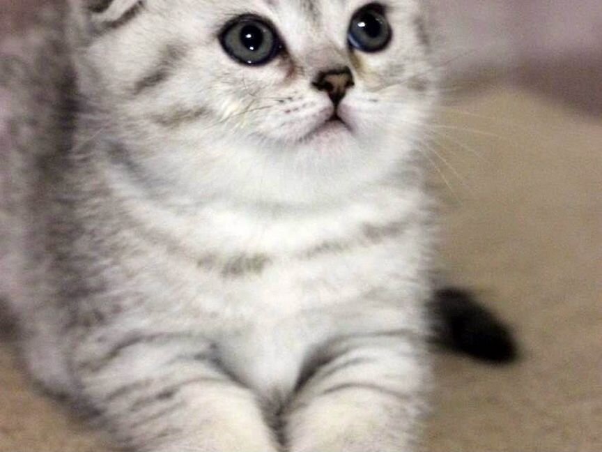 Шотландские вислоухие котята