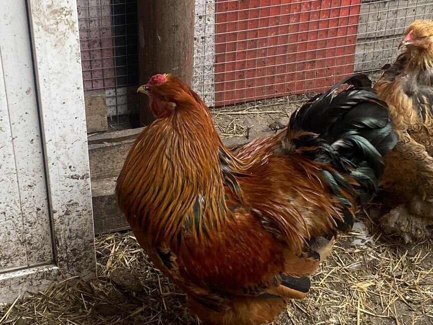 Петух брама палевый