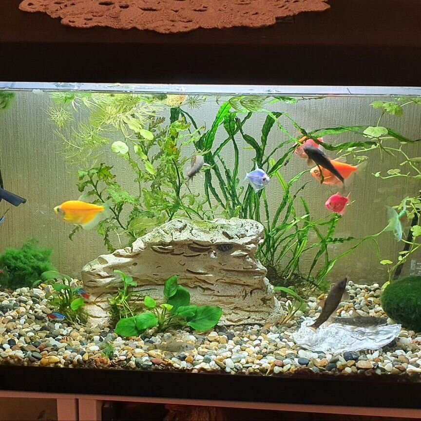 Аквариум с рыбками