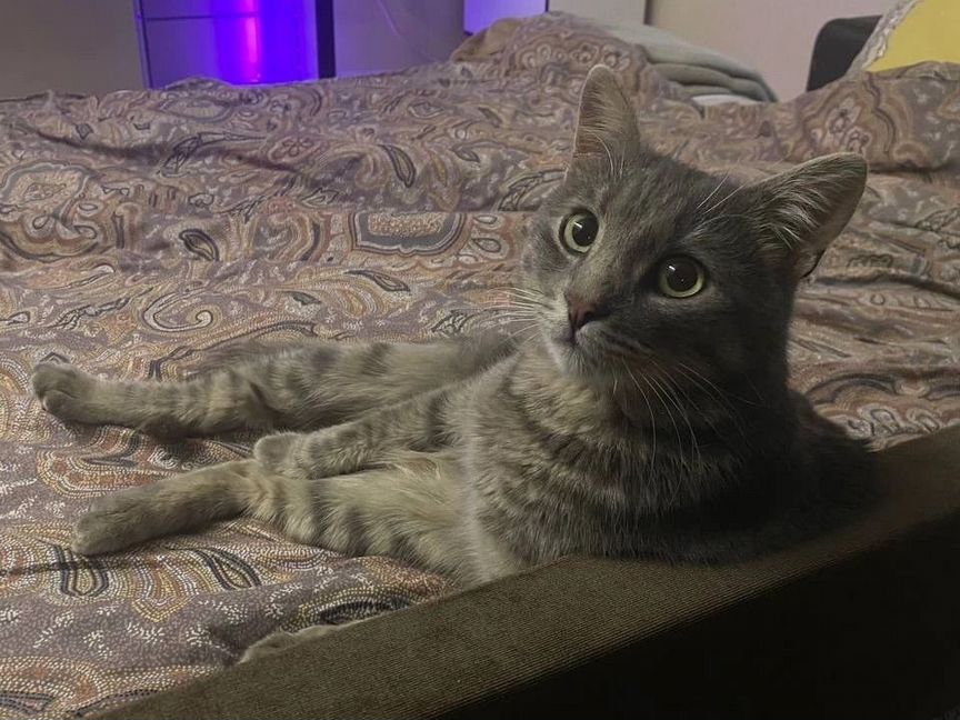 В добрые руки