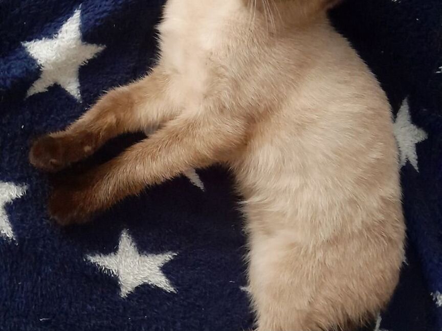 Отдам котек
