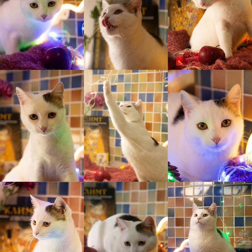 Котик ищет дом