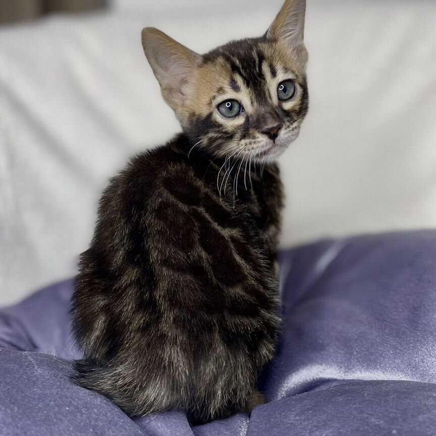 Бенгальские угольные котята с документами