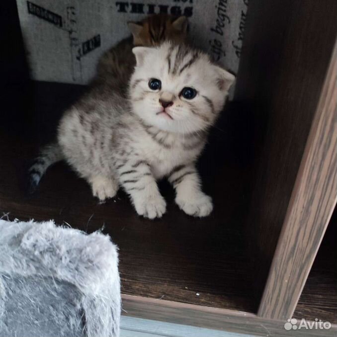 Котята скотиш фолд