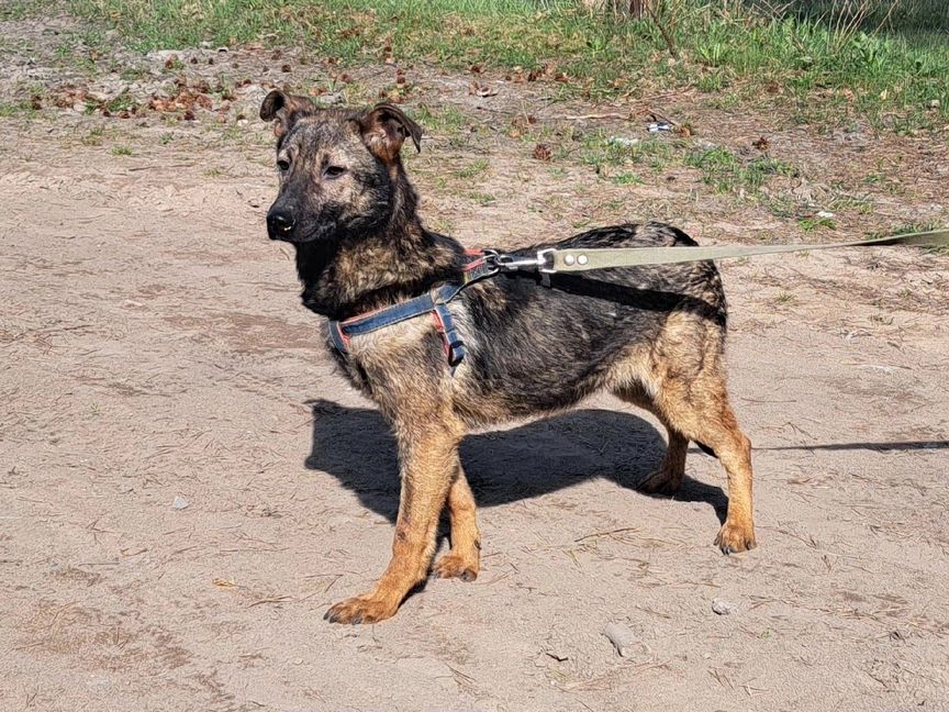 Собака в приюте