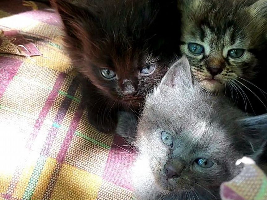 Котята в добрые руки бесплатно