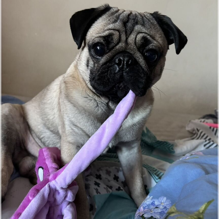 Мопс, вязка