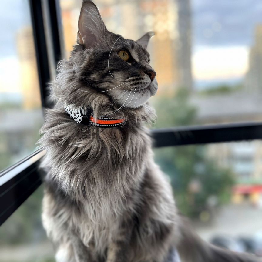 Gps трекер для кошек