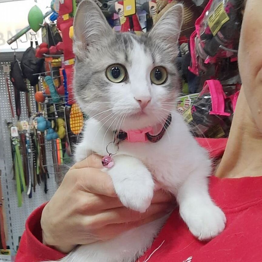 Взрослая, Девочка кошка в добрые руки