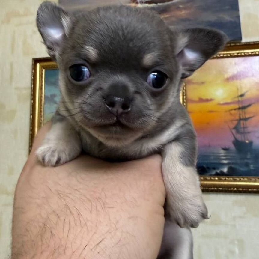 Чихуахуа, щенок