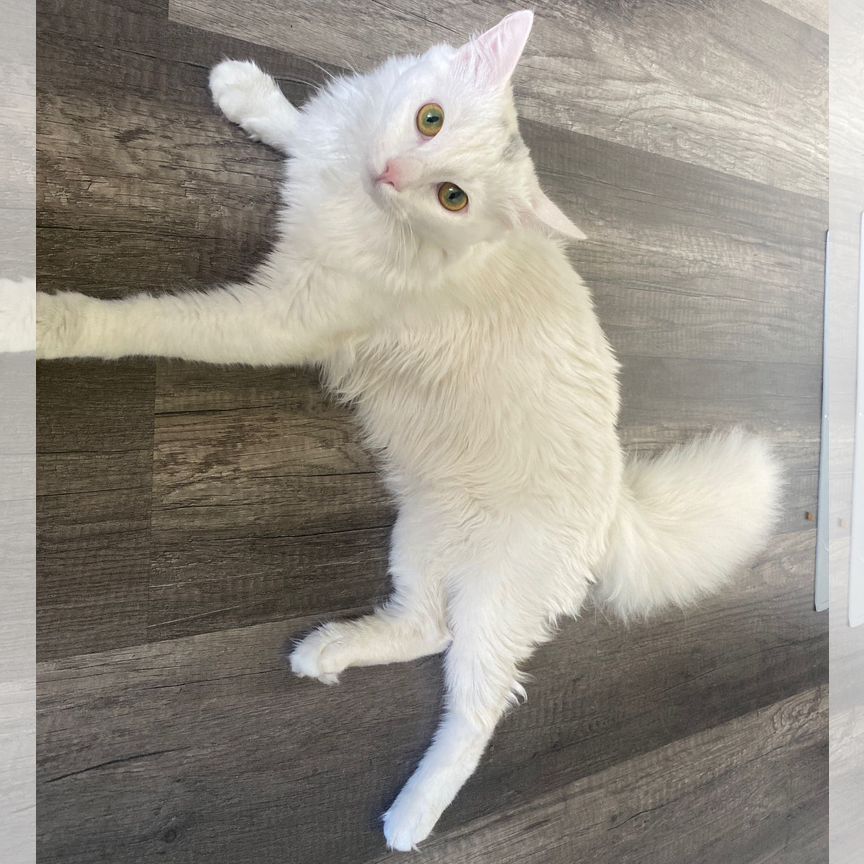 Британский длинношёрстный котёнок