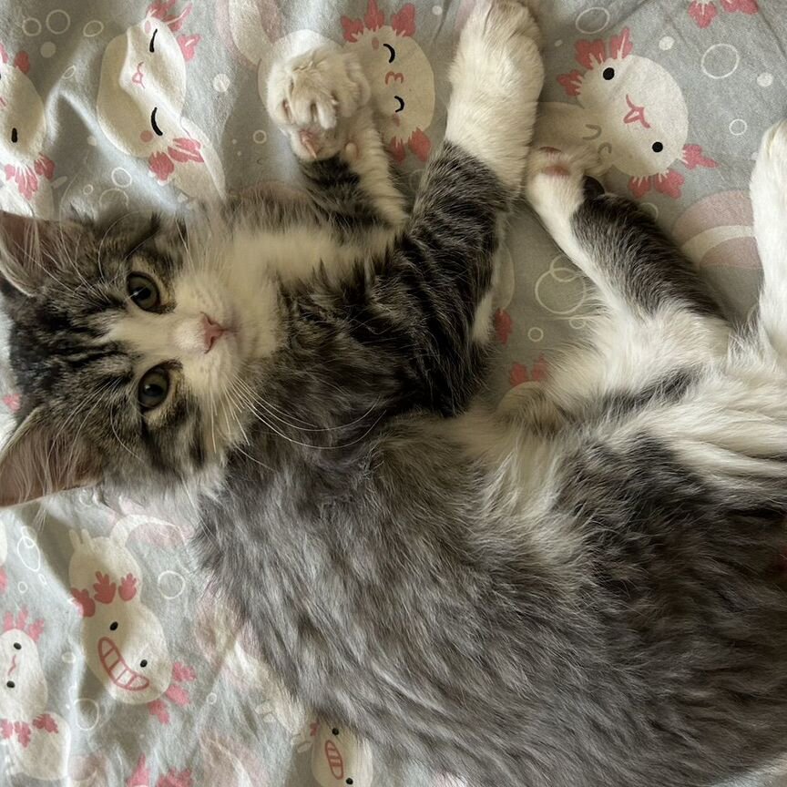Отдам котенка мальчика