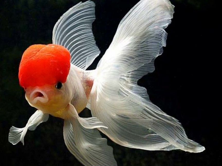 Аквариумные рыбки оранда-красная шапочка