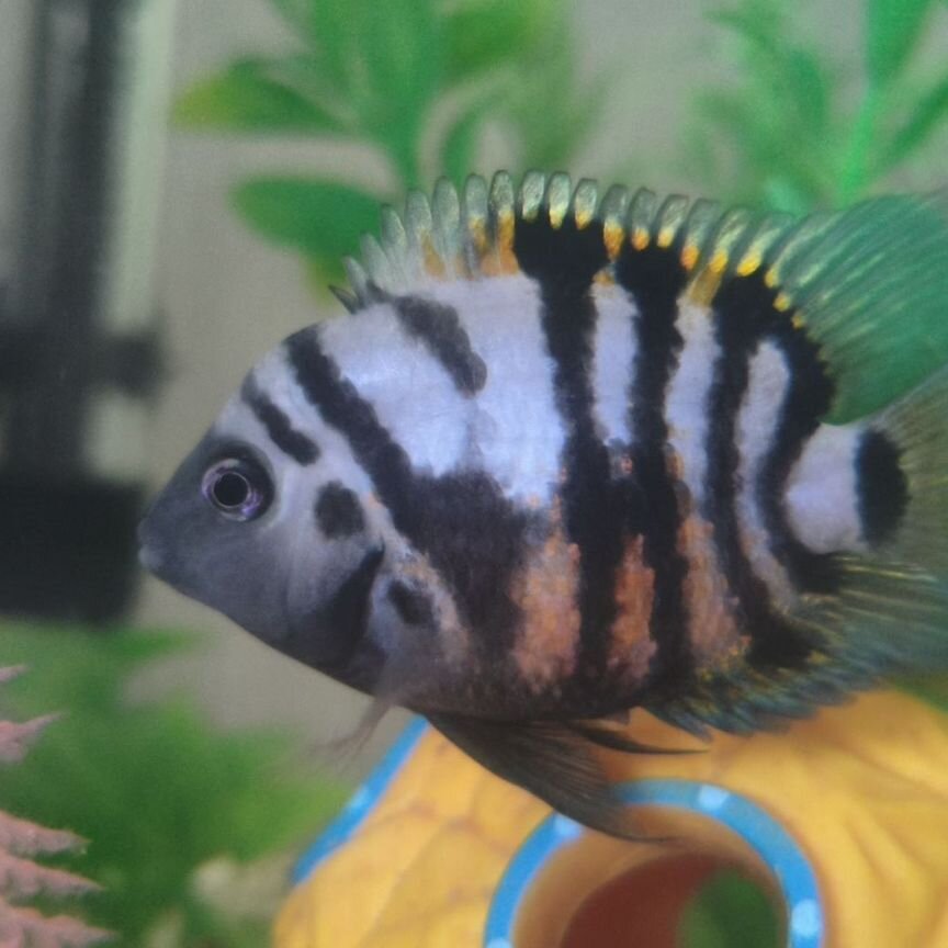 Цихлозома чернополосая