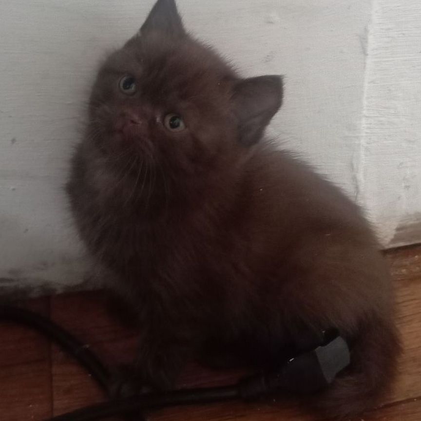 Шотландские прямоухие котята