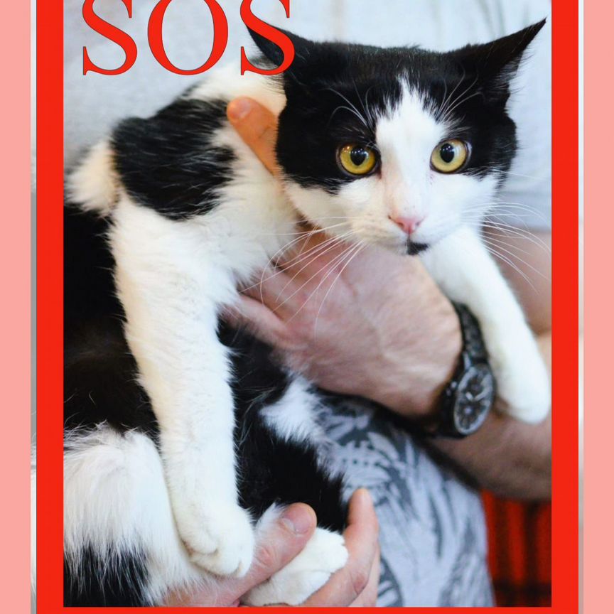 Корниш-рекс котёнок