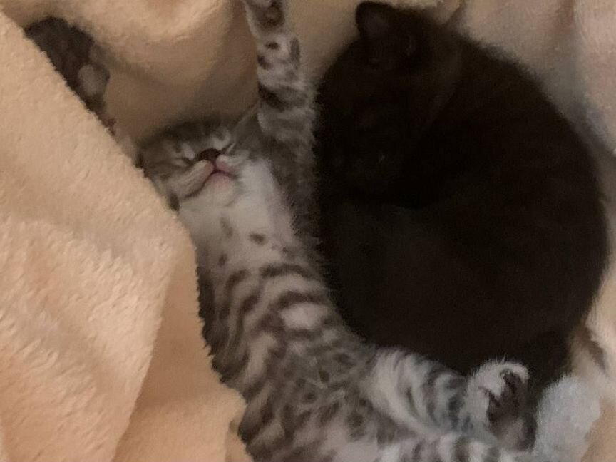 Шотланский котенок