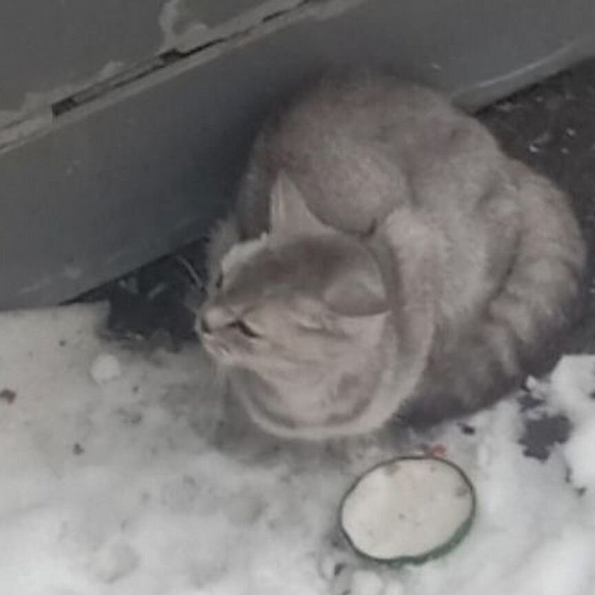 Найдена кошка,помогите найти дом