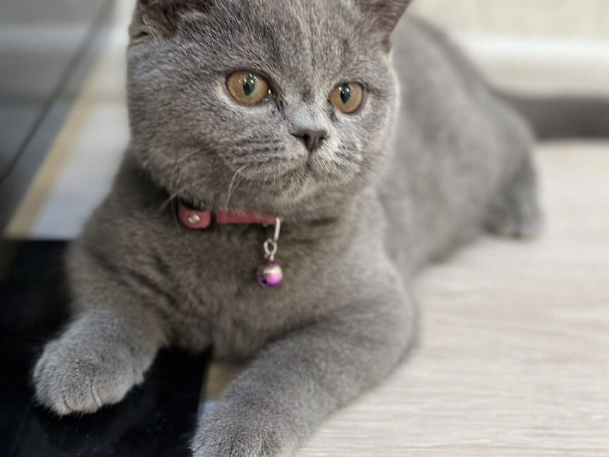 Британская чистокровная пушистая