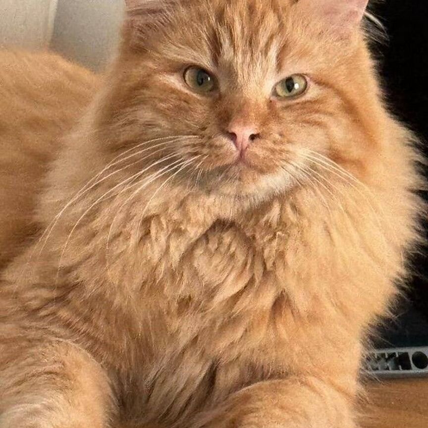 Сладкий рыжик