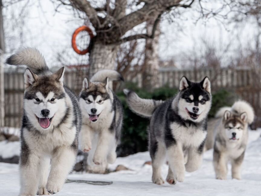 Аляскинский маламут щенки