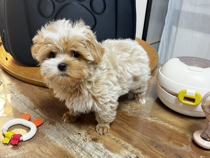 Микро мальтипу ф1, суперский