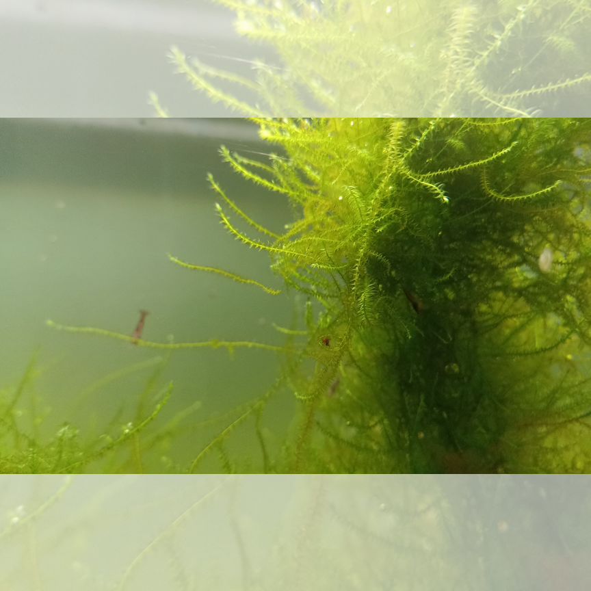 Мох Стринг для аквариума